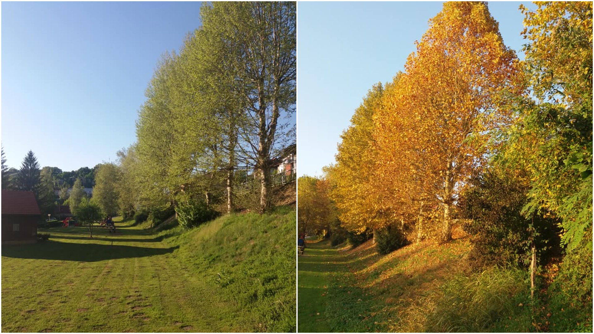 Srušili drvored platana da bi se vidjela fasada na školi?! | Ni Zagorje ...